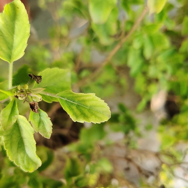 Why Are My Tulsi Plant Leaves Turning Yellow And Falling Off ...
