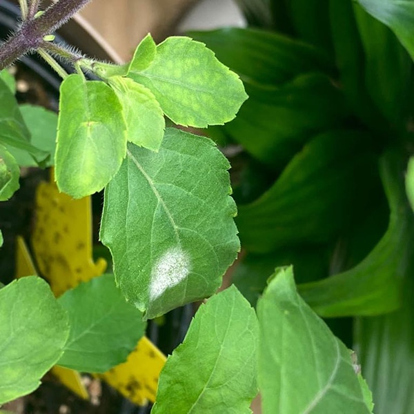 Why Are My Tulsi Plant Leaves Turning Yellow And Falling Off ...