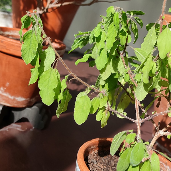 Why Are My Tulsi Plant Leaves Turning Yellow And Falling Off ...